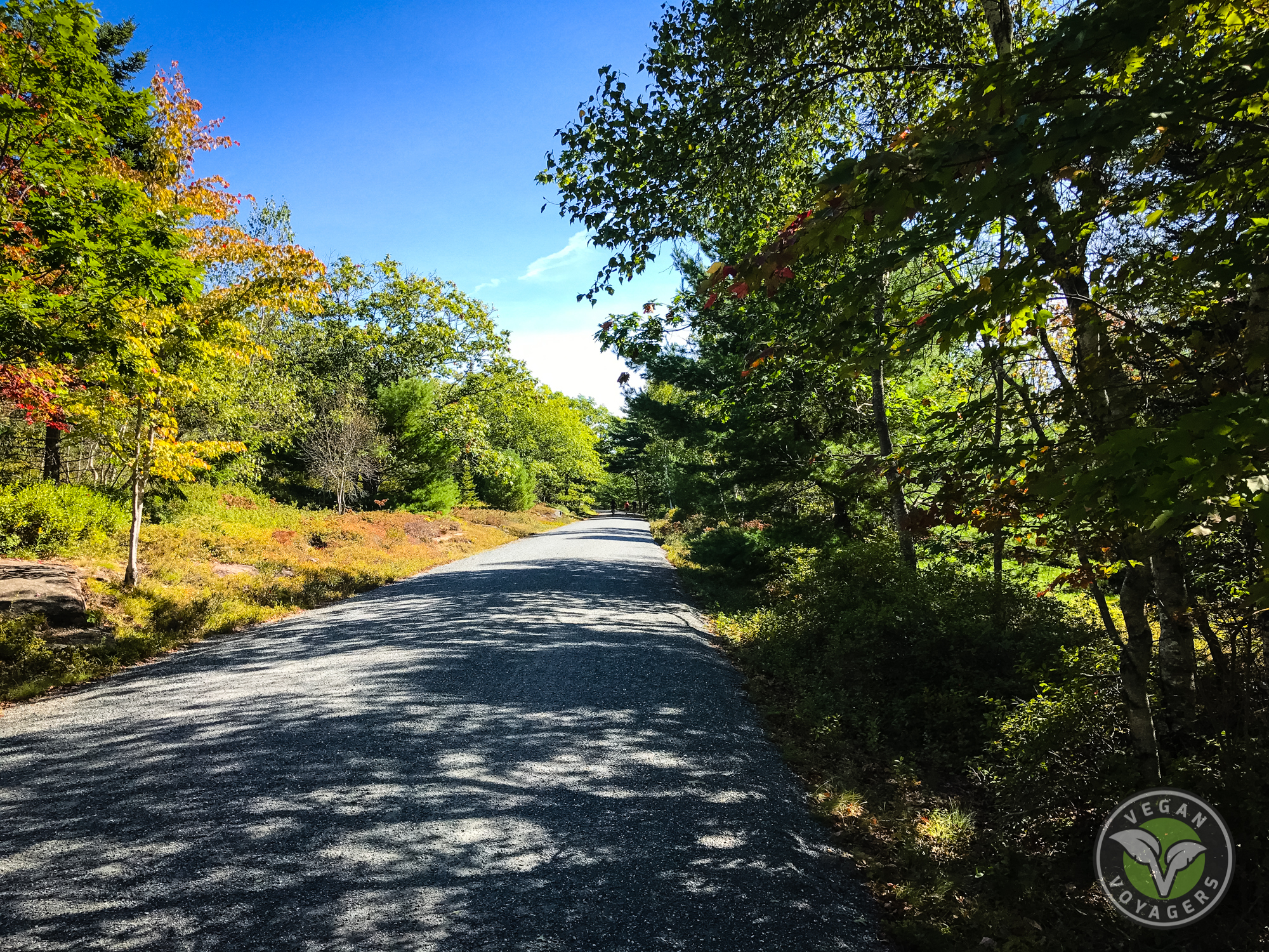acadia-national-park-witch-hole-pond - Vegan Voyagers