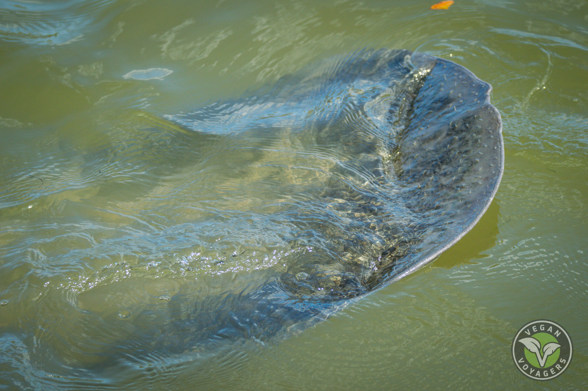 merritt-island-manatee-tail-01 - Vegan Voyagers